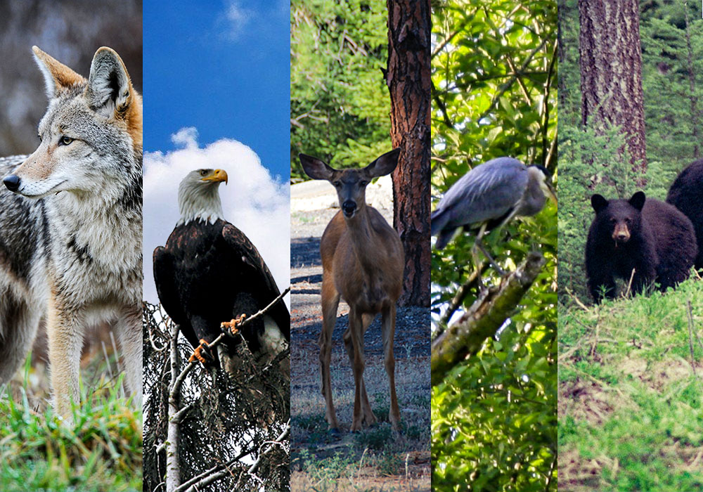 Nature on the Fraser - Guided Tours - iChilliwack